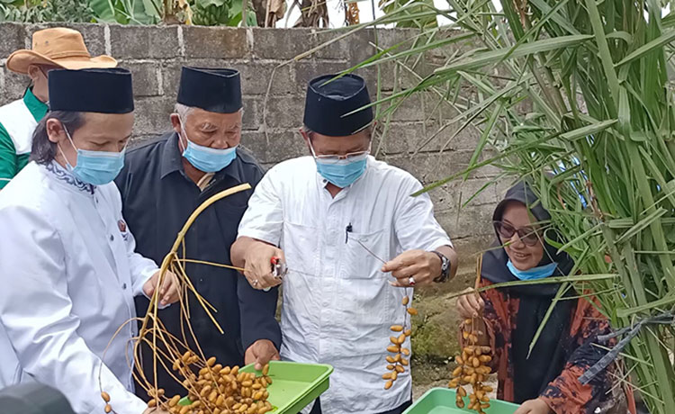 Pondok Pesantren Pari Ulu Kediri Panen Raya Kurma Deglet Noor dari ...