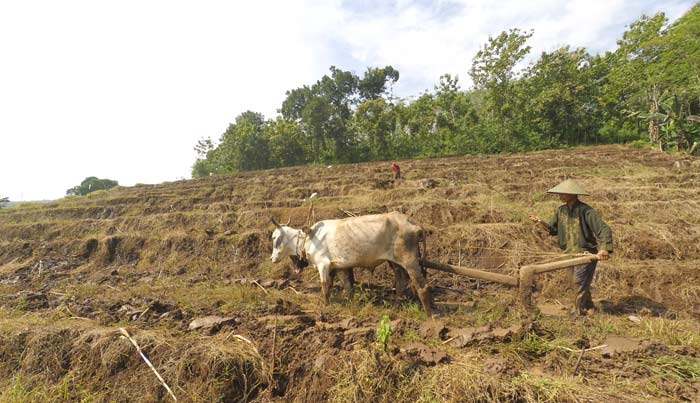 Bajak Sawah dengan Tenaga Sapi Tetap Eksis di Bareng Jombang ...