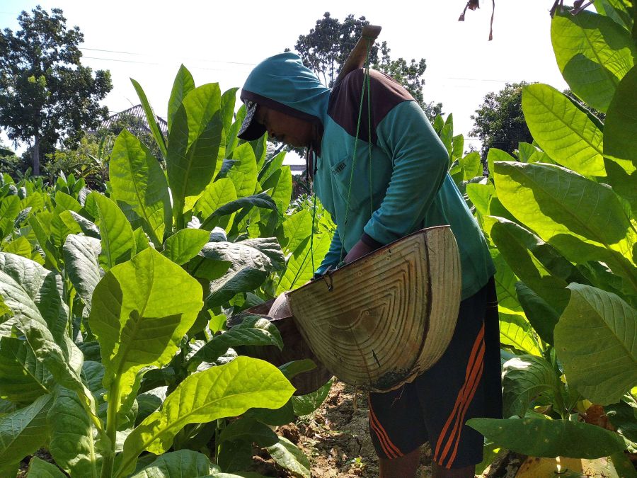 8.500 Hektar Lahan di Sumenep akanDitanami Tembakau, Pemkab Siapkan ...