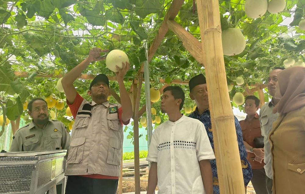 Inovasi Smart Farming Machida oleh Petani di Sumenep: Satu Pohon Melon ...