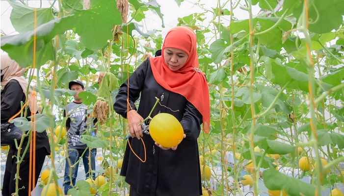 Resmikan Green House Masjid Al-Akbar, Khofifah Lakukan Panen Perdana ... Resmikan Green House Masjid Al-Akbar, Khofifah Lakukan Panen Perdana ...