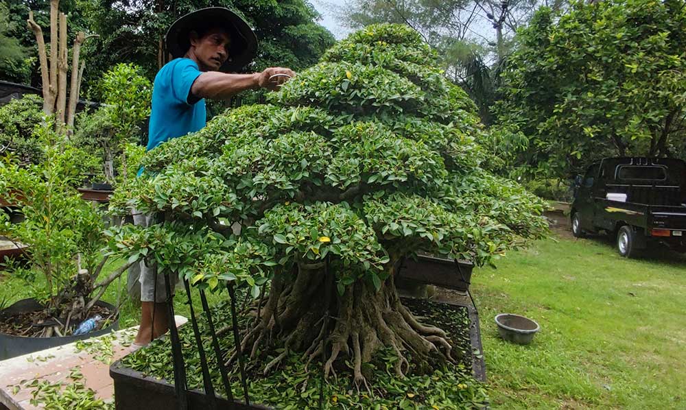 Bonsai Kimeng Milik Ketua Rubi Kediri ini Dihargai Rp500 Juta | BANGSAONLINE.com - Berita ...